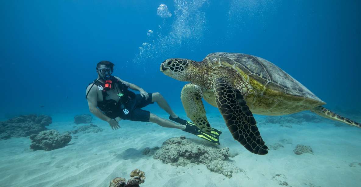 Oahu: Waikiki Discovery Scuba Diving for Beginners - Overview of the Experience