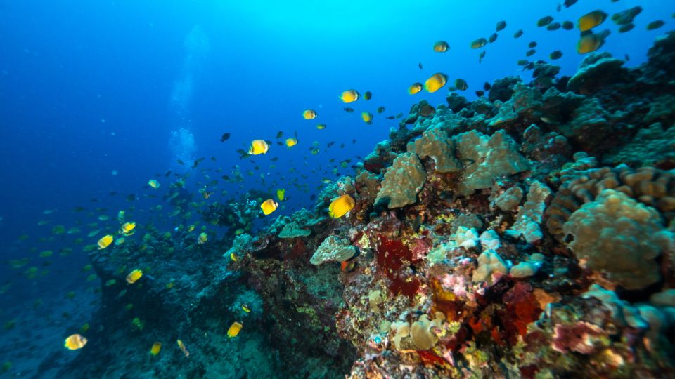 Oahu: Waikiki Discovery Scuba Diving for Beginners - The Experience from the Reviews