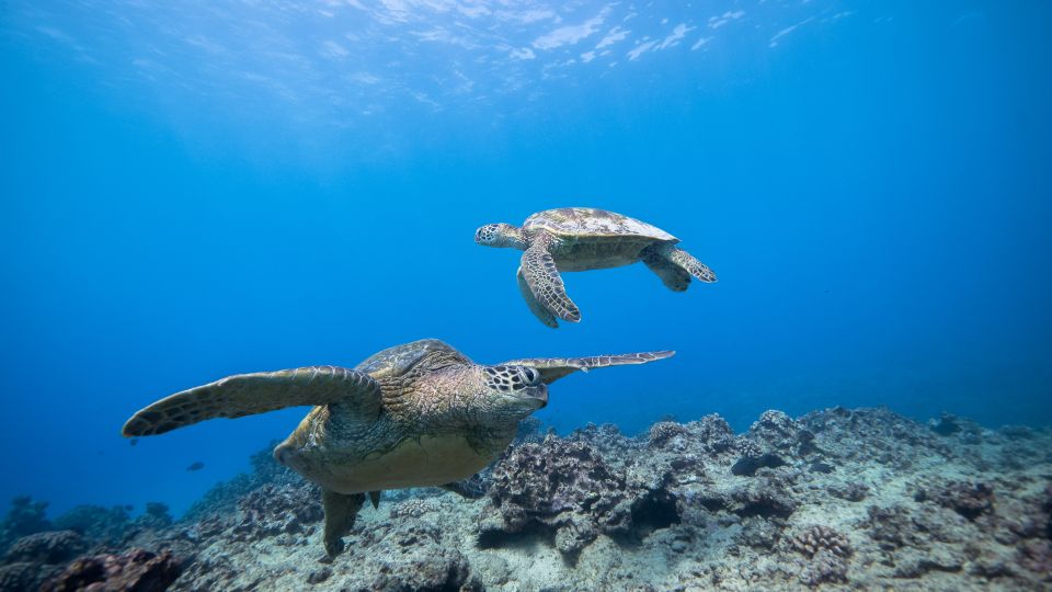 Oahu: Waikiki Discovery Scuba Diving for Beginners - Practical Tips for Your Trip