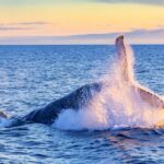 Oahu: Waikiki Eco-Friendly Afternoon Whale Watching Trip - The Itinerary: What to Expect from Start to Finish