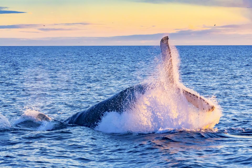 Oahu: Waikiki Eco-Friendly Afternoon Whale Watching Trip - The Itinerary: What to Expect from Start to Finish