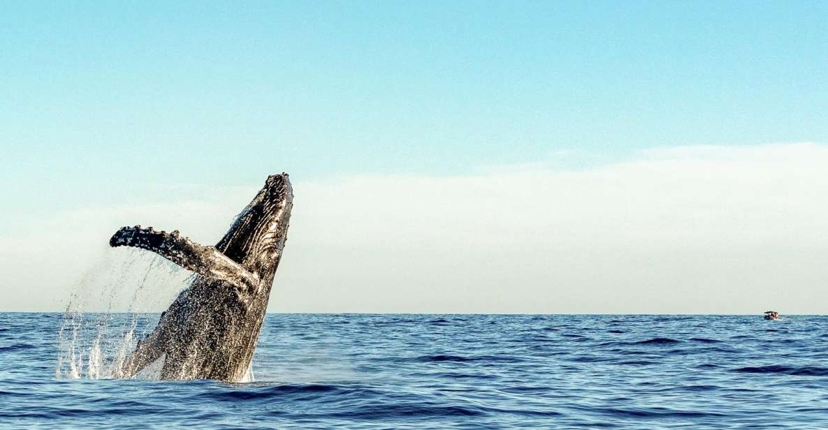 Oahu: Waikiki Eco-Friendly Afternoon Whale Watching Trip - FAQ  