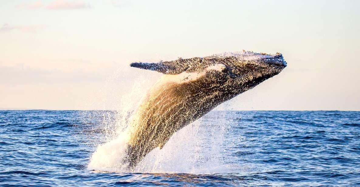 Oahu: Waikiki Eco-Friendly Morning Whale Watching Cruise - An Authentic and Informative Whale Watching Experience