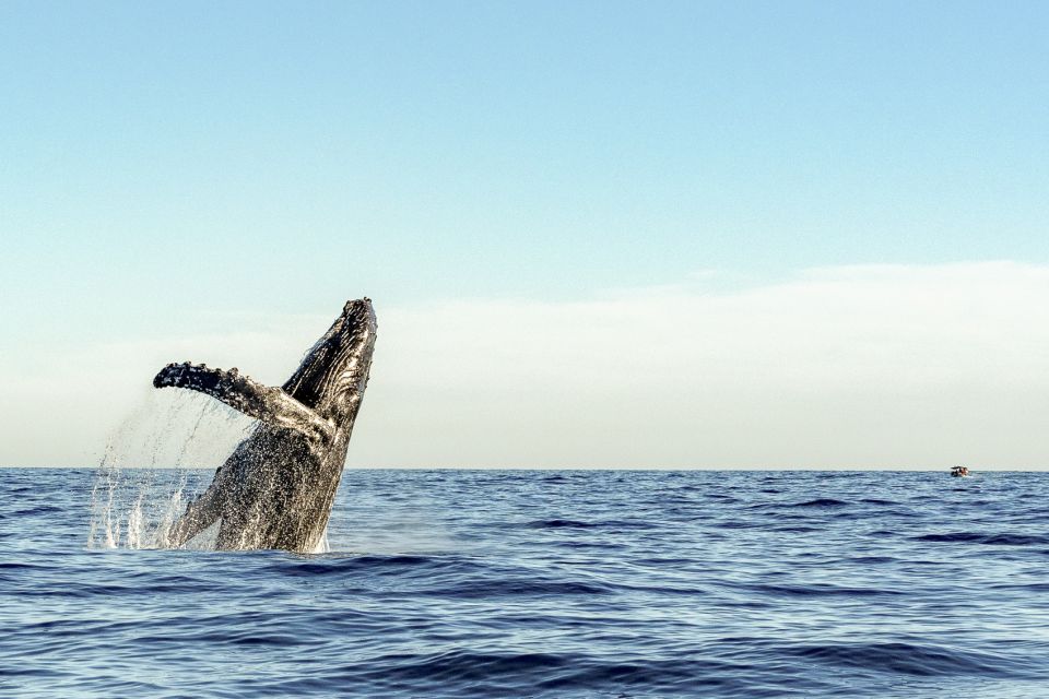 Oahu: Waikiki Eco-Friendly Morning Whale Watching Cruise - Practical Details and Tips
