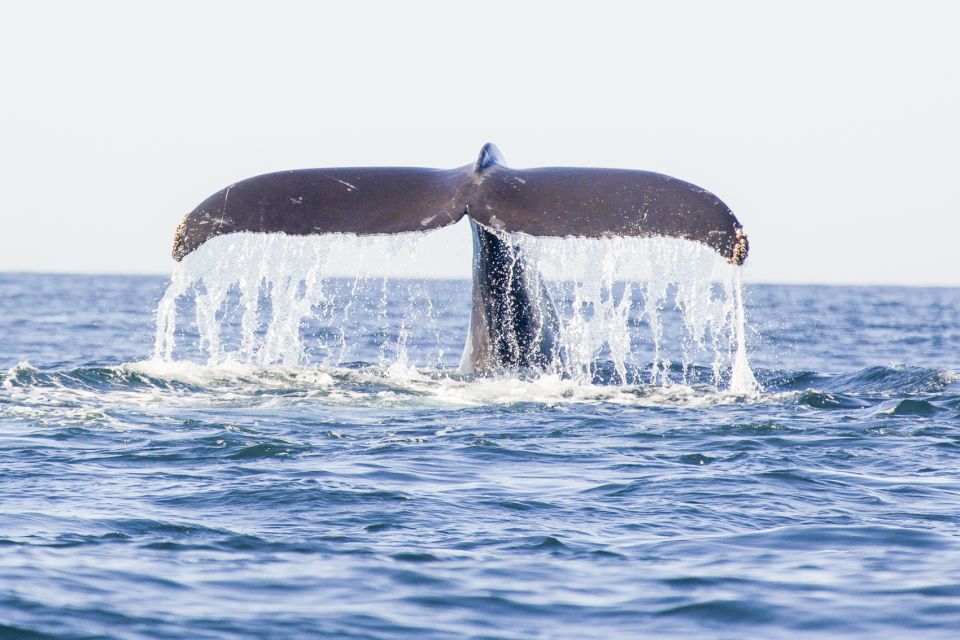 Oahu: Waikiki Eco-Friendly Morning Whale Watching Cruise - Who Will Love This Tour?