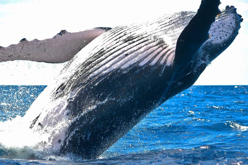 Oahu: Waikiki Eco-Friendly Morning Whale Watching Cruise - FAQs