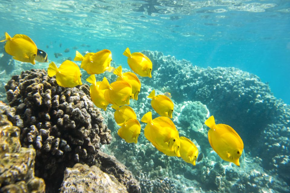 Oahu: Waikiki Glass Bottom Boat Sunset Cruise - The Real Review Feel: What Travelers Are Saying