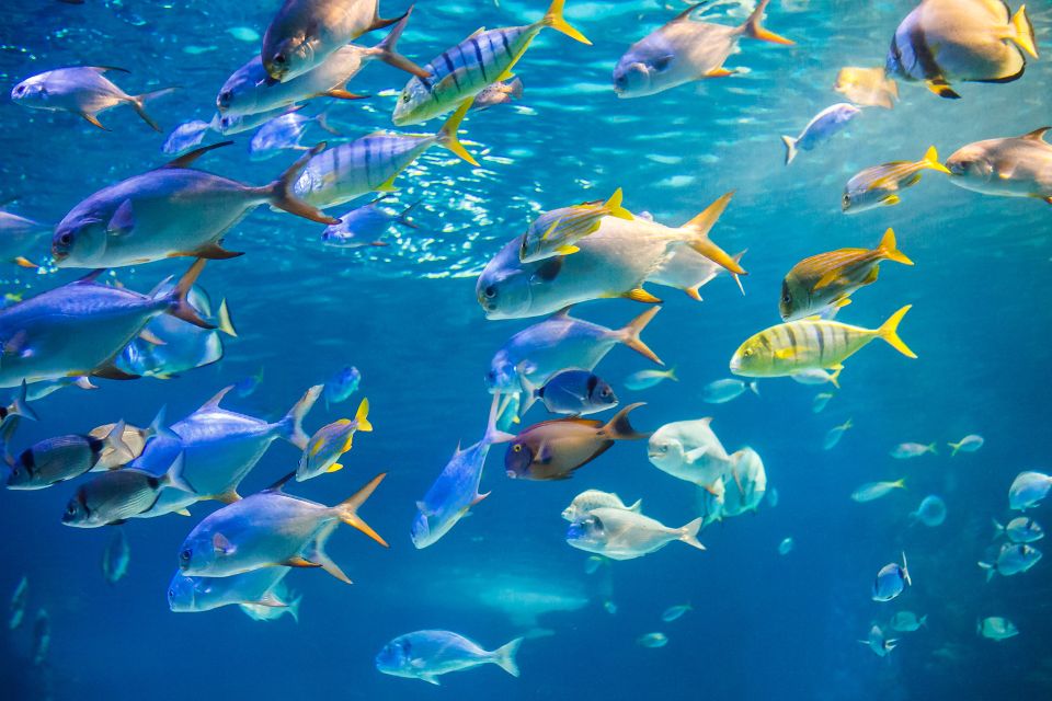 Oahu: Waikiki Glass Bottom Boat Sunset Cruise - FAQ