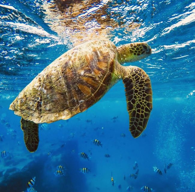 Oahu : Waikiki sailing turtle snorkeling in small groups - FAQ