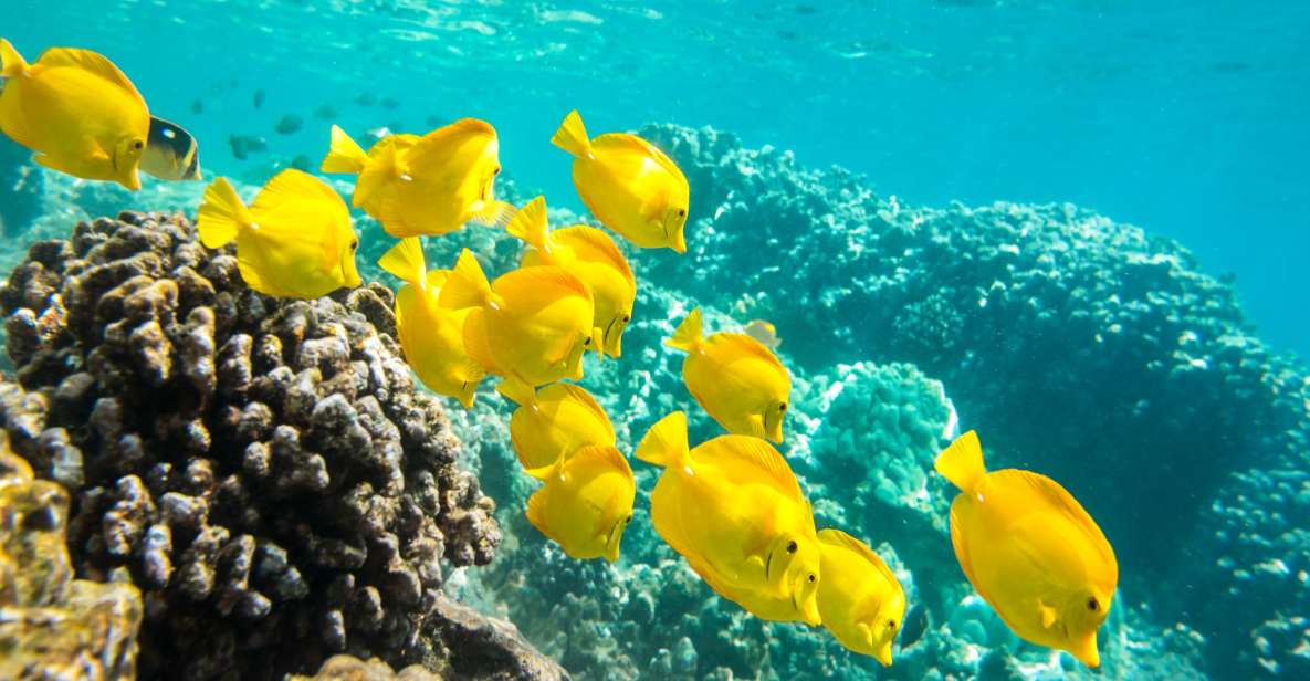 Oahu: Waikiki Snorkel and Sailing Trip with Lunch - Final Thoughts: Is This Tour Right for You?
