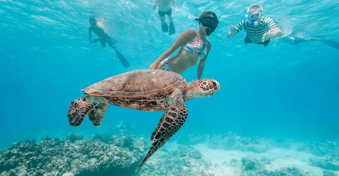 Oahu: Waikiki Turtle Snorkeling Adventure - An In-Depth Look at the Waikiki Turtle Snorkeling Adventure