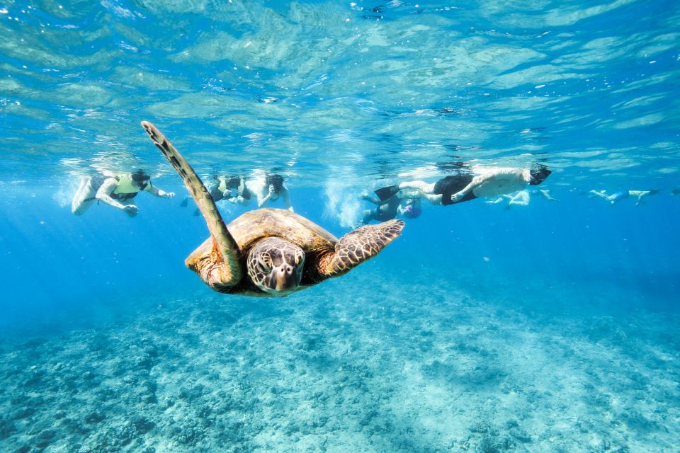 Oahu: Waikiki Turtle Snorkeling Adventure - Frequently Asked Questions