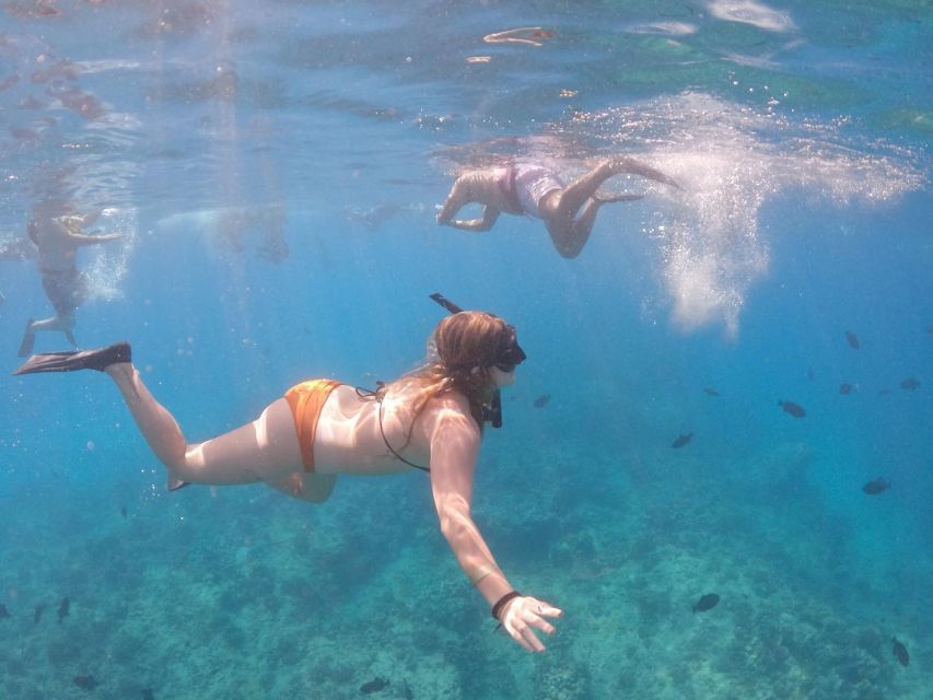 Oahu: Waikiki Turtle Snorkeling Adventure Cruise - Key Points  