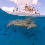 Oahu: Waikiki Turtle Snorkeling Adventure Cruise - Why This Tour Offers Great Value