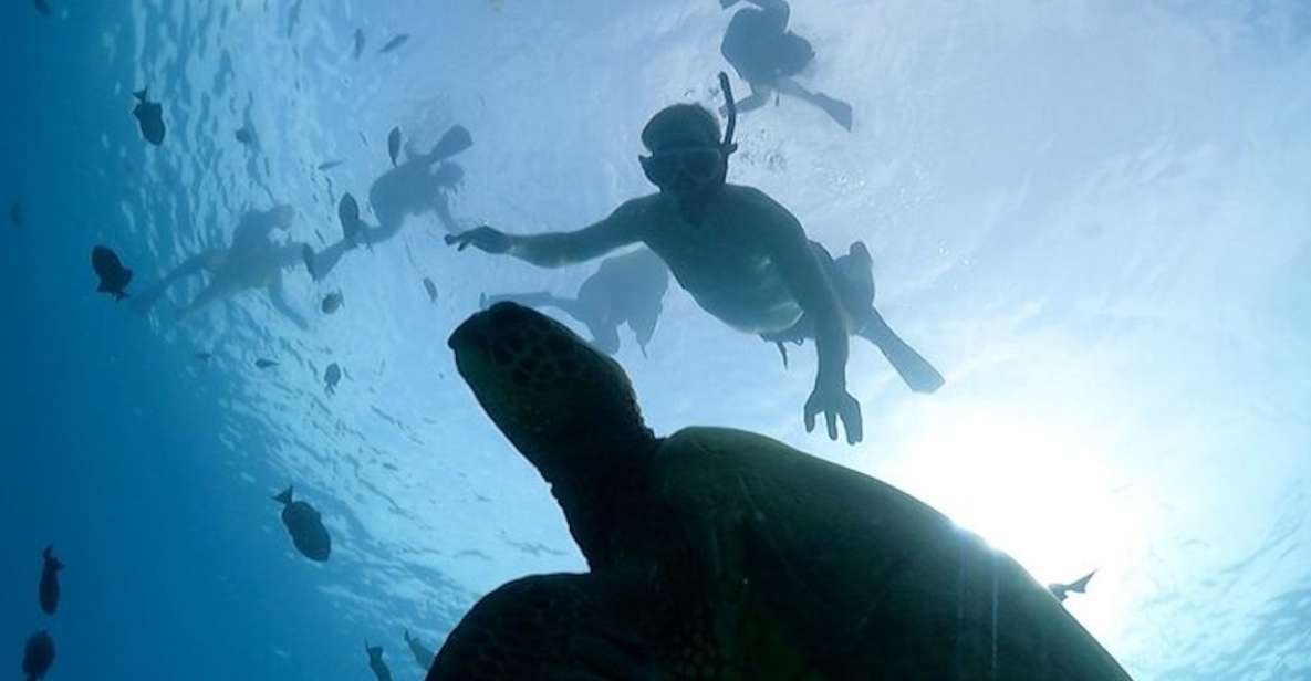 Oahu: Waikiki Turtle Snorkeling Adventure Cruise - In-Depth Breakdown of the Itinerary  