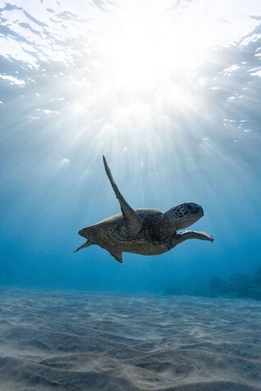 Oahu: Waikiki Turtle Snorkeling Adventure Cruise - Final Thoughts  