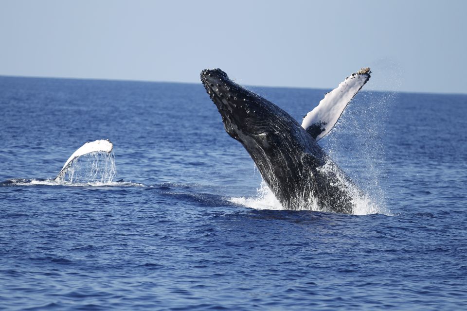 Oahu: Waikiki Whale Watching Tour-Donut and Coffee Included - An In-Depth Look at the Waikiki Whale Watching Tour