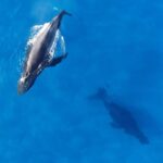 Oahu: Waikiki Whale Watching Tour-Donut and Coffee Included - Who Should Consider This Tour?
