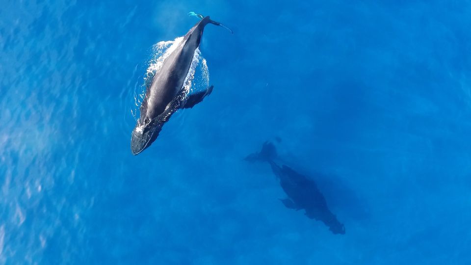 Oahu: Waikiki Whale Watching Tour-Donut and Coffee Included - Who Should Consider This Tour?