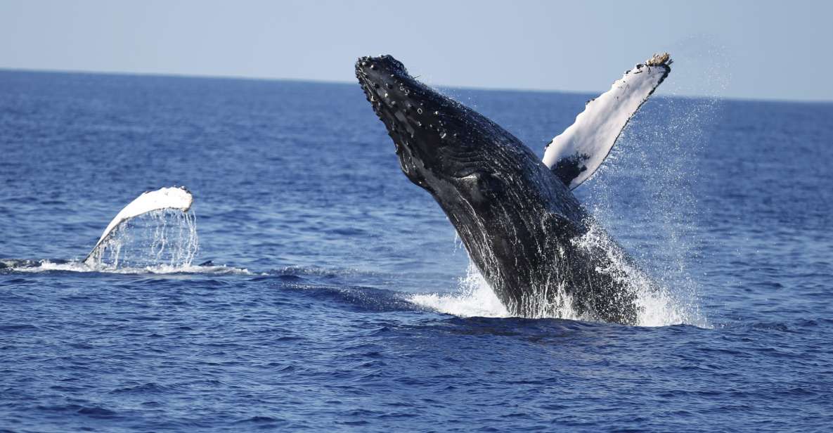 Oahu: Waikiki Whale Watching Tour-Donut and Coffee Included - Final Thoughts