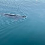 Oahu: Whale Sail Charter - The Itinerary: What to Expect