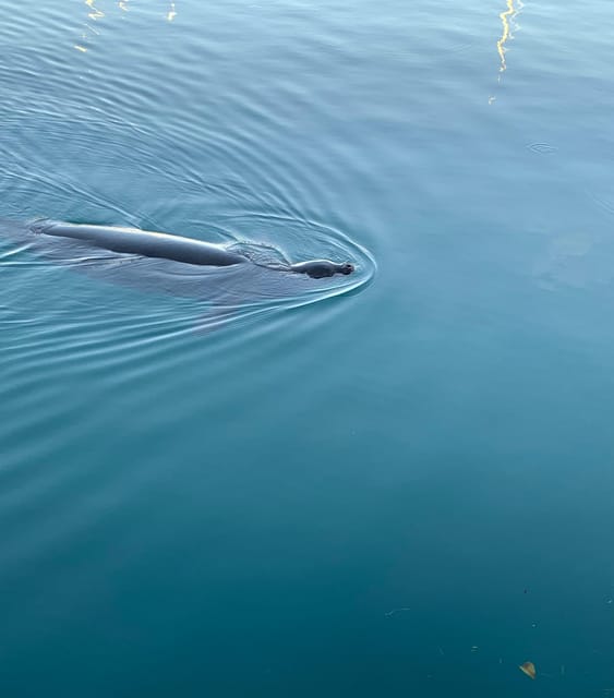 Oahu: Whale Sail Charter - The Itinerary: What to Expect