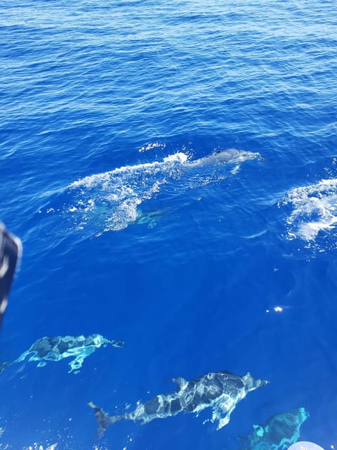 Oahu: Whale Sail Charter - Who Would Love This Tour?