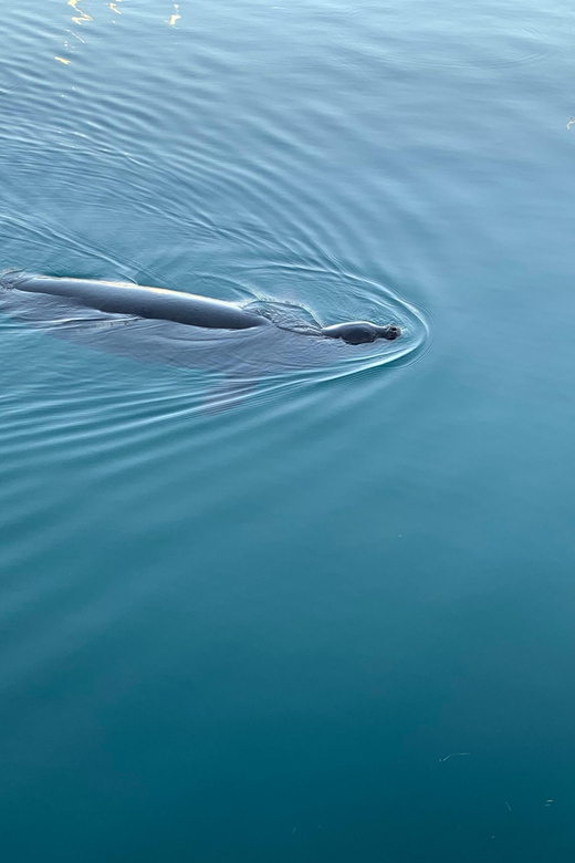 Oahu: Whale Sail Charter - The Sum Up