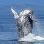 Oahu: Whale Watching Afternoon Sailing Cruise - Detailed Breakdown of the Itinerary