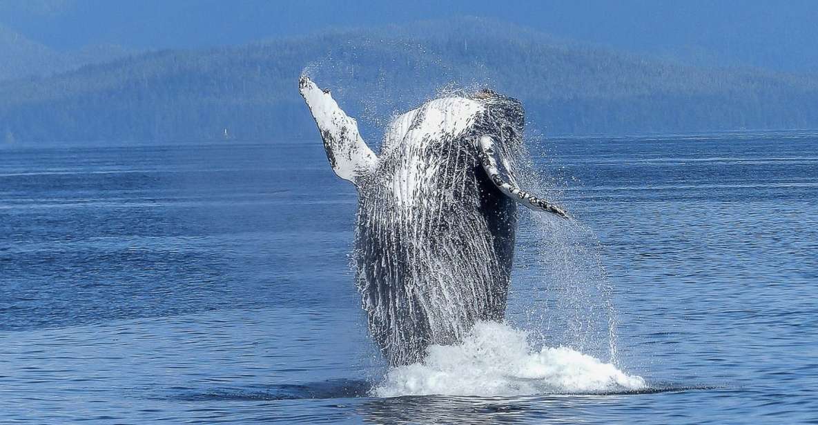 Oahu: Whale Watching Afternoon Sailing Cruise - Detailed Breakdown of the Itinerary