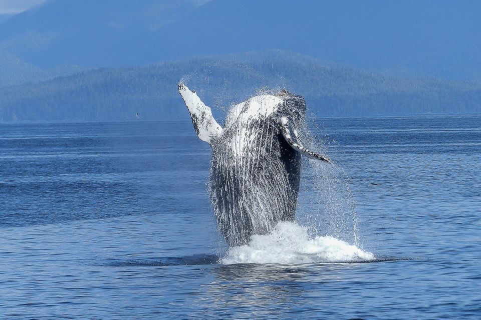 Oahu: Whale Watching Afternoon Sailing Cruise - What’s Included and What’s Not