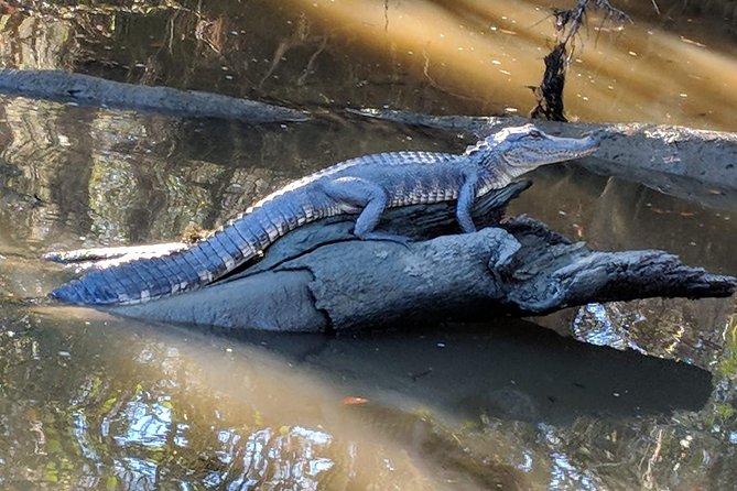 Oak Alley Plantation and Large Airboat Swamp Tour from New Orleans - Who Should Consider This Tour?