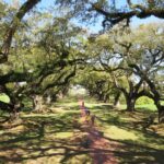 Oak Alley Plantation and New Orleans City Tour - Who Should Consider This Tour?