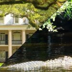 Oak Alley Plantation and Swamp Boat Tour from New Orleans - Who Will Love This Tour?