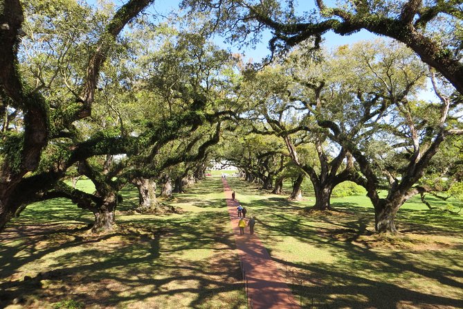 Oak Alley Plantation Half-Day Tour from New Orleans - A Deep Dive into the Experience