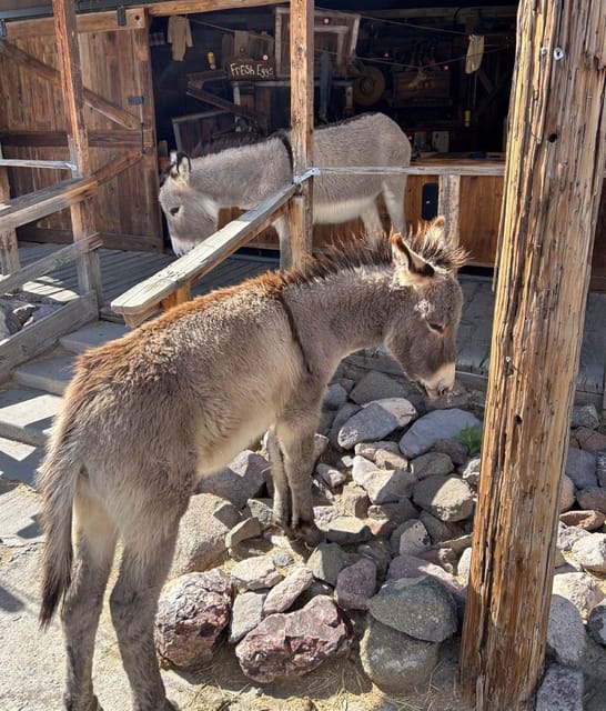 Oatman / RT66 3 in 1 Combo Tour - Timing and Booking Flexibility