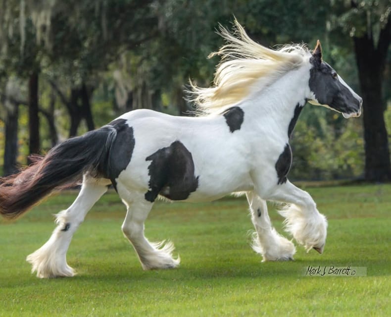 Ocala: Gypsy Gold Horse Farm Guided Walking Tour - Key Points