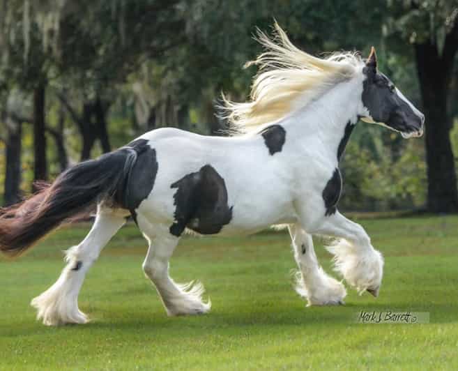 Ocala: Gypsy Gold Horse Farm Guided Walking Tour - A Deep Dive into the Gypsy Gold Horse Farm Guided Tour