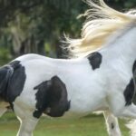 Ocala: Gypsy Gold Horse Farm Guided Walking Tour - Who Should Consider This Tour?