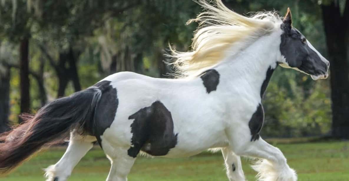 Ocala: Gypsy Gold Horse Farm Guided Walking Tour - Who Should Consider This Tour?