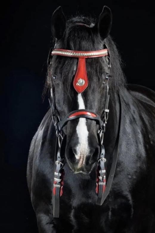 Ocala: Gypsy Gold Horse Farm Guided Walking Tour - The Sum Up