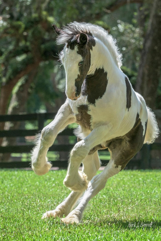 Ocala: Gypsy Gold Horse Farm Horses & History Tour - Discovering the Gypsy Gold Horse Farm Horses & History Tour in Ocala