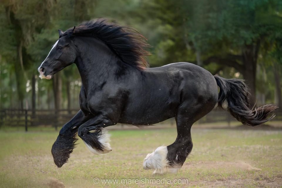Ocala: Gypsy Gold Horse Farm Horses & History Tour - Key Points