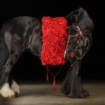 Ocala: Gypsy Gold Horse Farm Horses & History Tour - Why You Might Want to Book This Tour