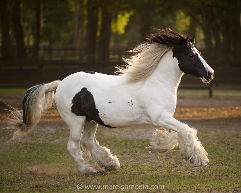 Ocala: Gypsy Gold Horse Farm Horses & History Tour - A Closer Look at the Tour Itinerary