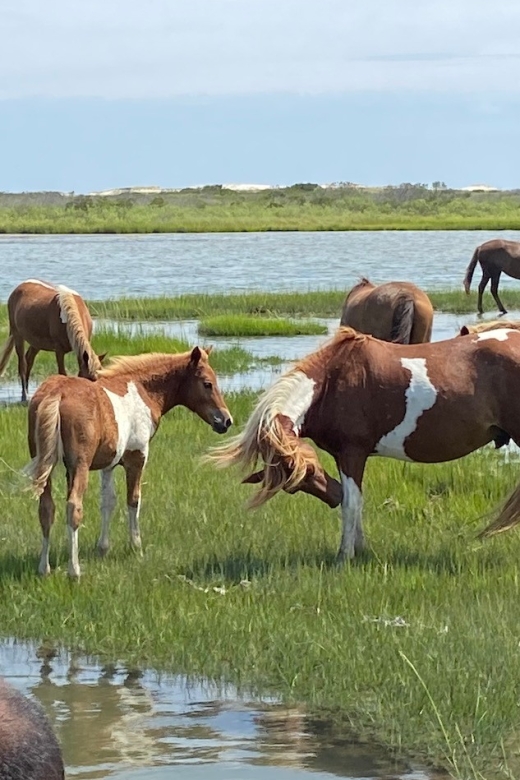 Ocean City: Assateague Island Morning Cruise - Why Choose This Cruise? A Deep Dive