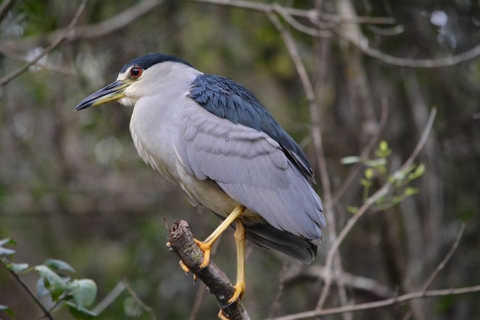 Ochopee: Half-Day Mangrove Tunnel Kayak Tour - FAQ