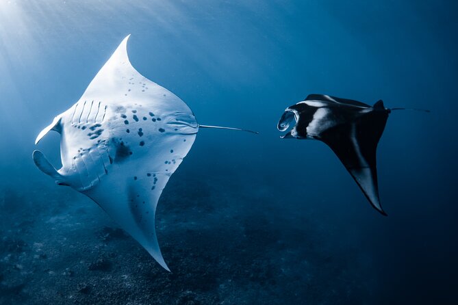 Offshore Safari Adventure in Kona with Underwater Videos - Introduction: What to Expect from this Kona Marine Safari