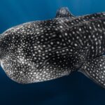Offshore Safari Adventure in Kona with Underwater Videos - The Itinerary: A Closer Look at Your Marine Day in Kona