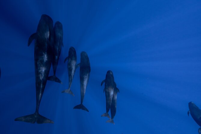 Offshore Safari Adventure in Kona with Underwater Videos - What’s Included and What You Should Bring